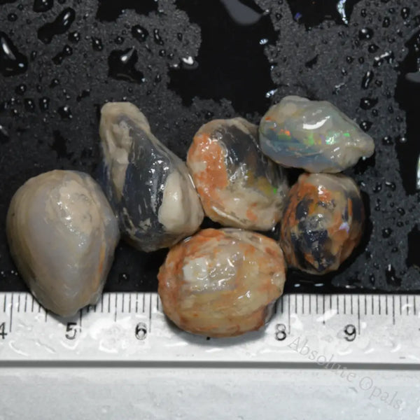 285 cts Australian Rough Fossils Opal Collection Lightning Ridge -Shel ...