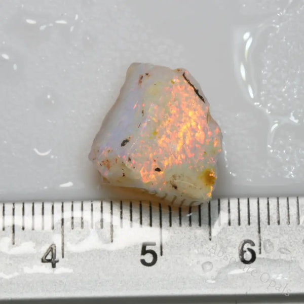 8.6 cts Rough Opal South Australian - Absolute Opals & Gems